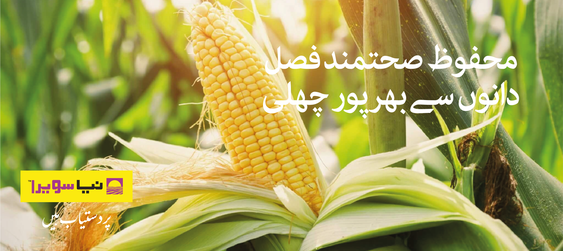 Corn | Syngenta